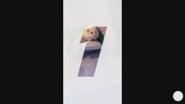 Побег хомячка из лабиринта — эпичный побег с ловушками и трюками!