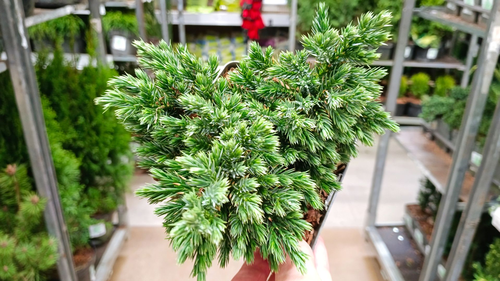🌿🌲ЛЕМАНА ПРО☀️ХВОЙНЫЕ и ДРУГИЕ САЖЕНЦЫ🌿🌲апрель 2026