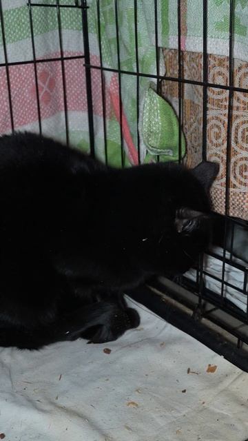 Наши пушистые друзья: кто ищет дом? Обзор котиков приюта