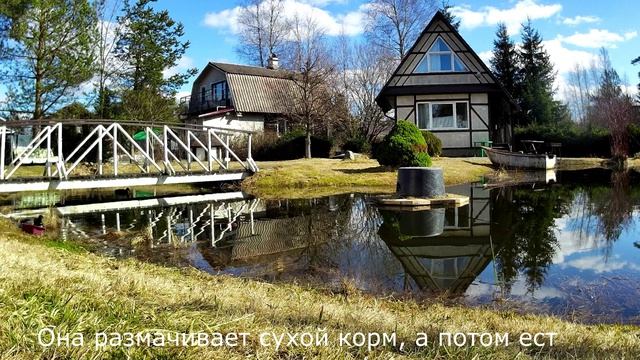 Домик готов, но утка не интересуется им.