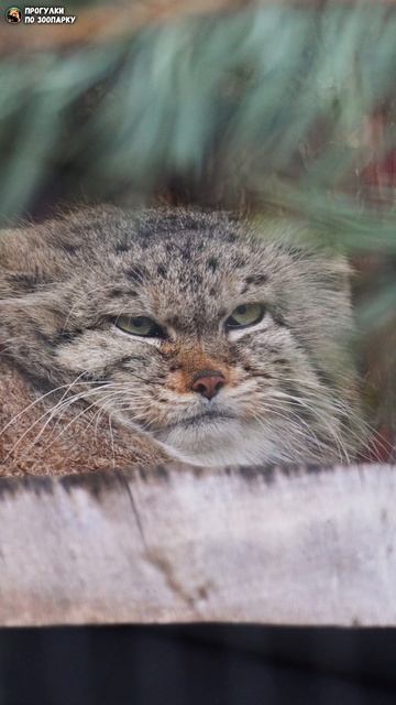 Манул Пепе наблюдала за обстановкой, но задремала. Ленинградский зоопарк