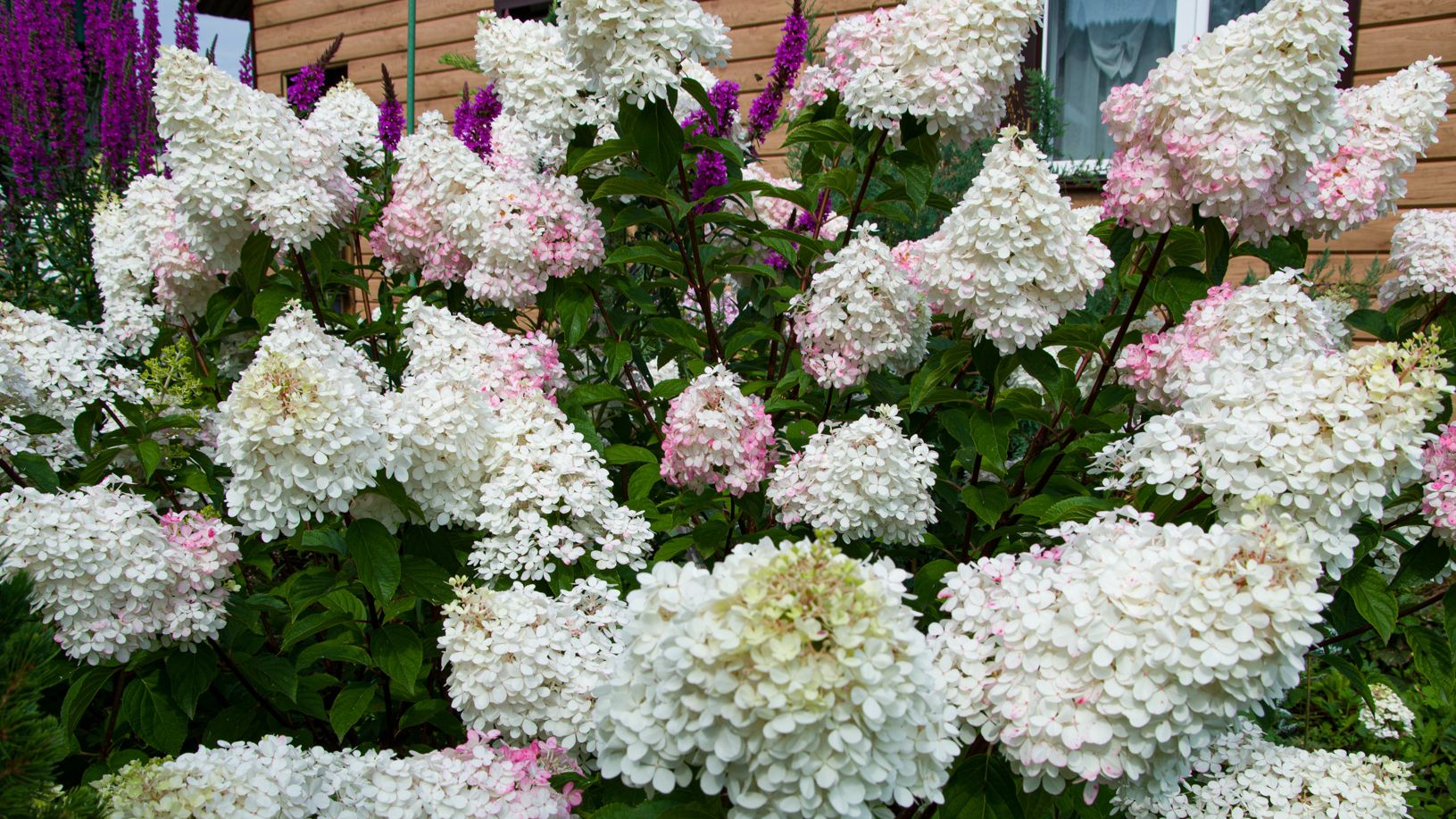 Просто отдохните! Обзор моих гортензий!