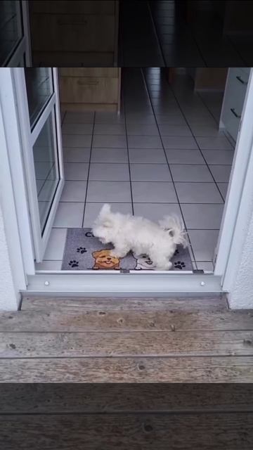 Этот пёсель умнее большинства людей