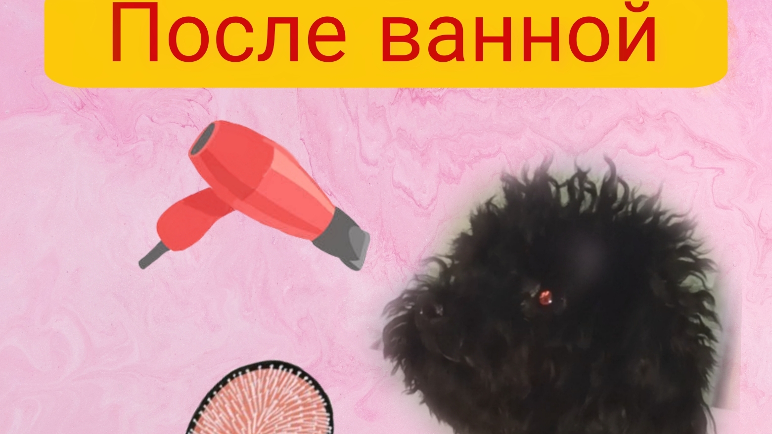 Собака Айза после ванной. 🐩 Смешная собачка.