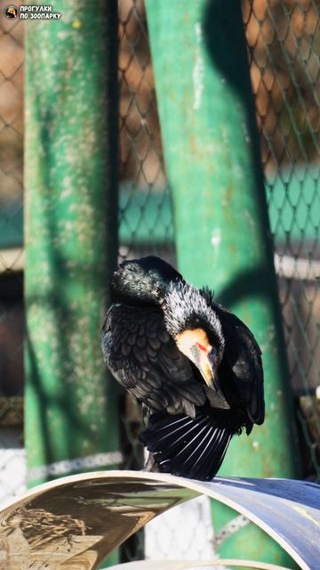 Баклан чистит перья. Ленинградский зоопарк