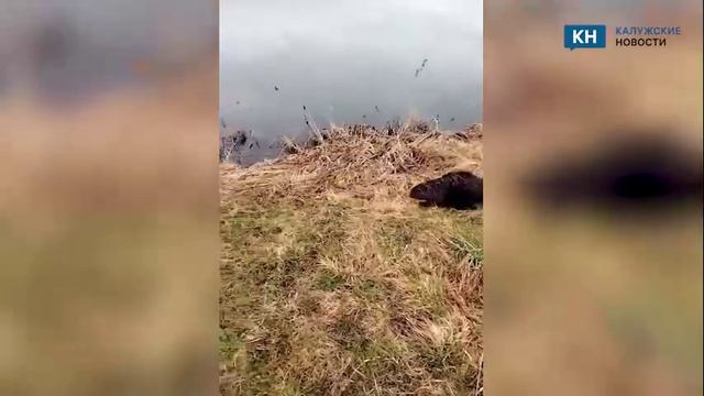 Бобр забрел на территорию жилого дома в Калужской области