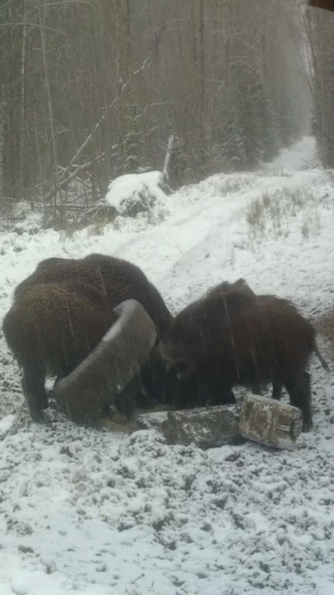 Кабана лечит только многократное повторение
