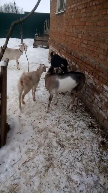 Козёл и непослушные козы