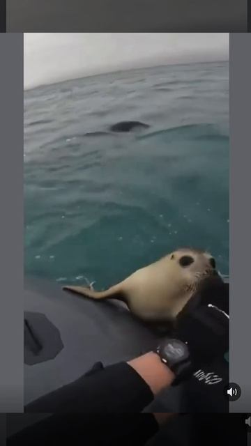 Спас малыша