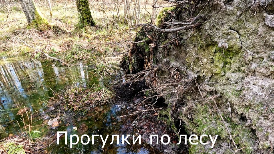 Прогулки по лесу. Осматриваю еще один водоем для фотоловушки