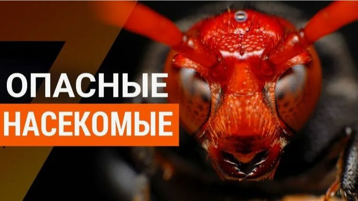 Ужас в миниатюре: ТОП самых опасных насекомых планеты