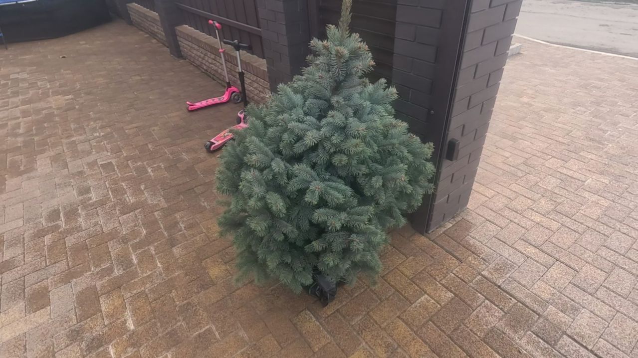 Какой размер ямы нужен для посадки 8-летней голубой ели .