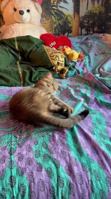 Зиточка развлекается как хочет😻😍🤩🐈💞