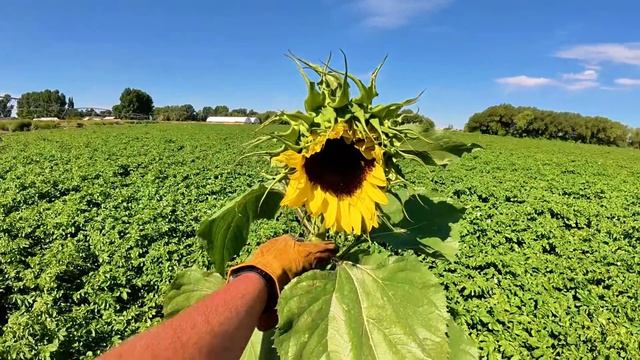 Картофельный сезон должен был Закончиться совсем не так…