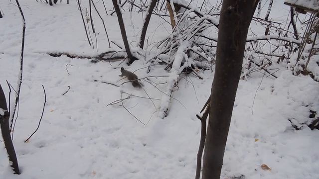 Конец октября в Основинском. Белка и поползень.