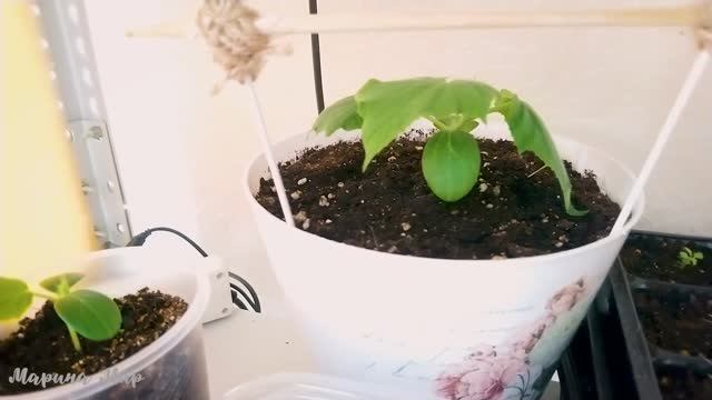 Земля для пикировки петунии . Как пикировать?