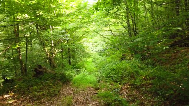 Путешествие в дикие места Сочинского национального  парка. Зубова щель. Река Чемит.