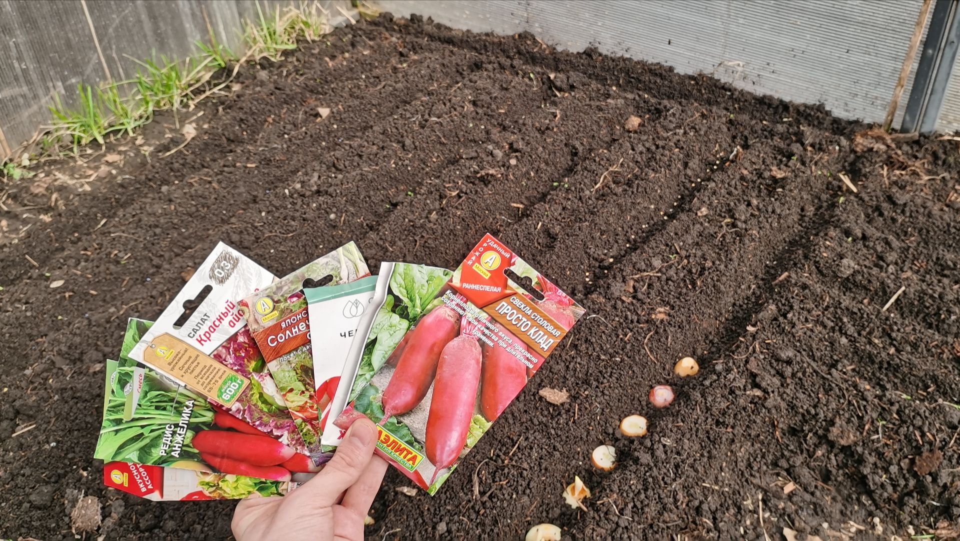 Новые посевы в теплице не смотря на заморозки! Омоложение куста смородины.