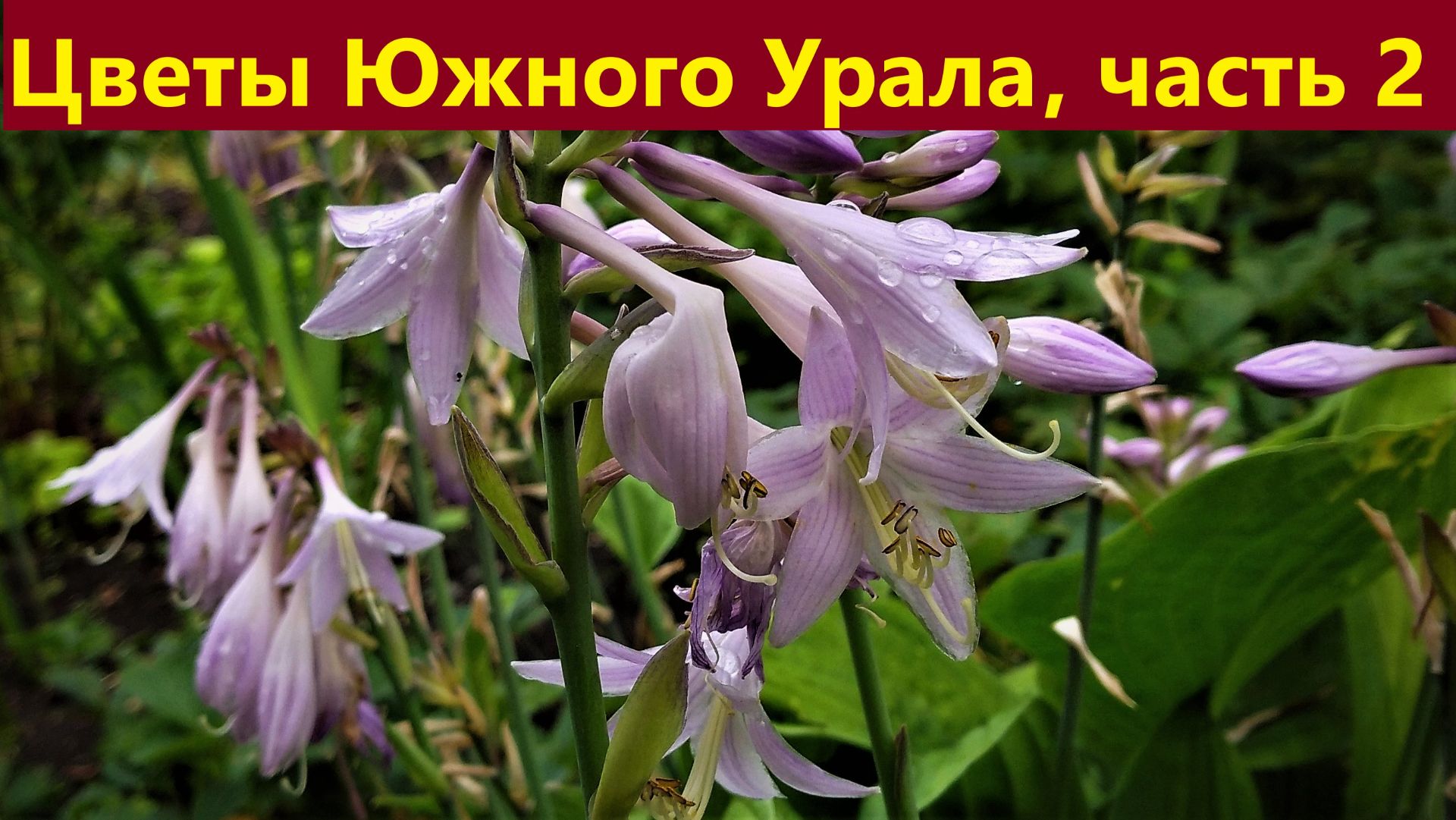 Цветы садов Южного Урала, часть 2.