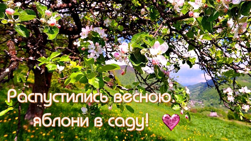 Распустились весною. яблони в саду (Авторская песня) - Музыкальный клип.