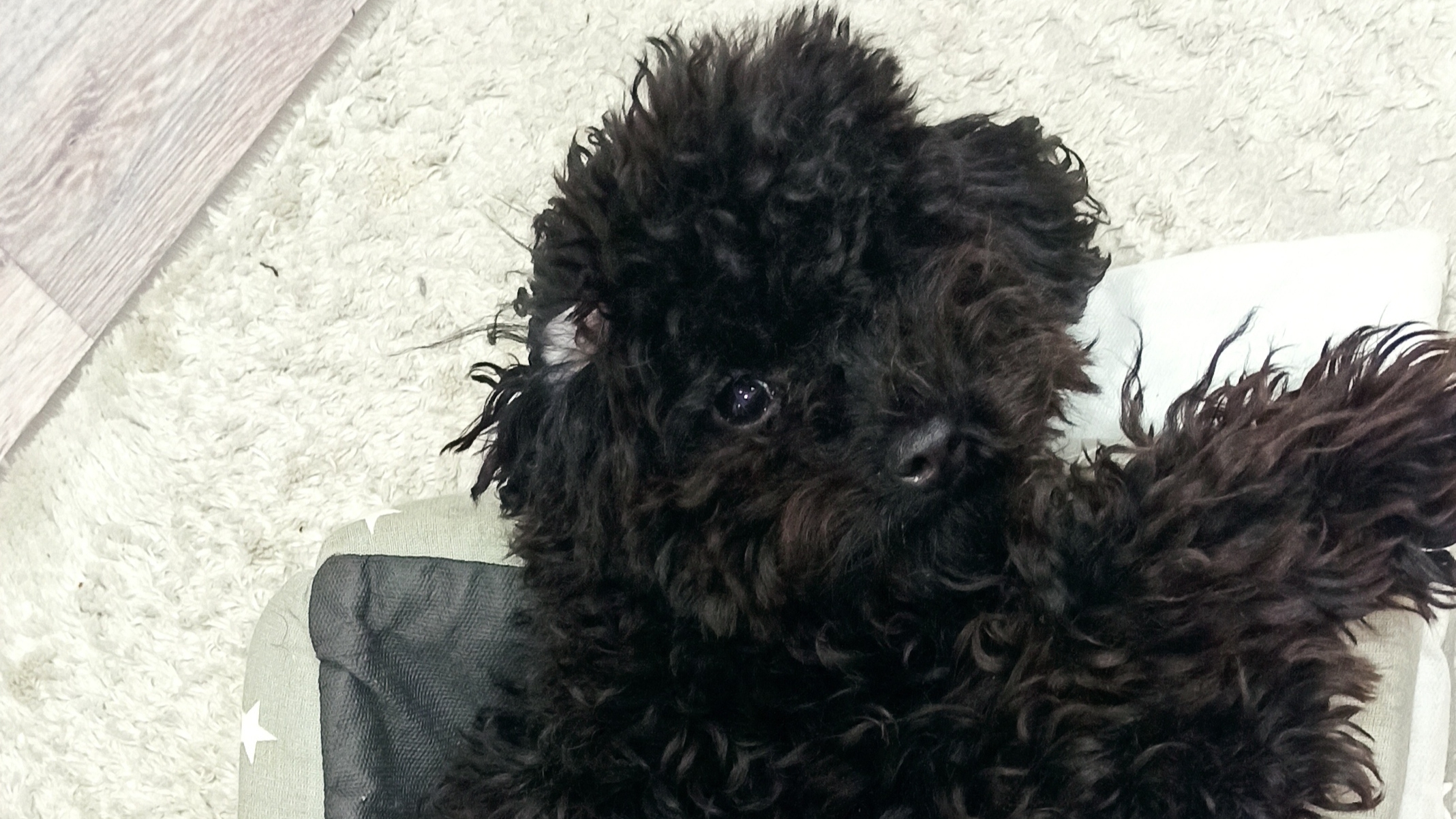 Собачка Айза смешно спит. 😴🐩