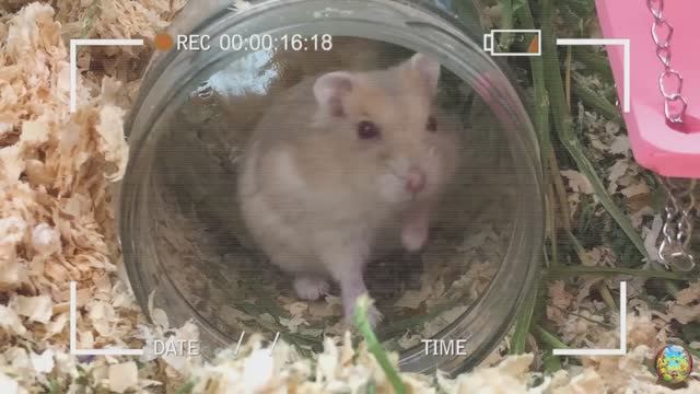 Посмотрите, как этот хомяк пробирается по Сложнейшему лабиринту! 2 серия