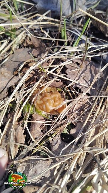 Строчок гигантский