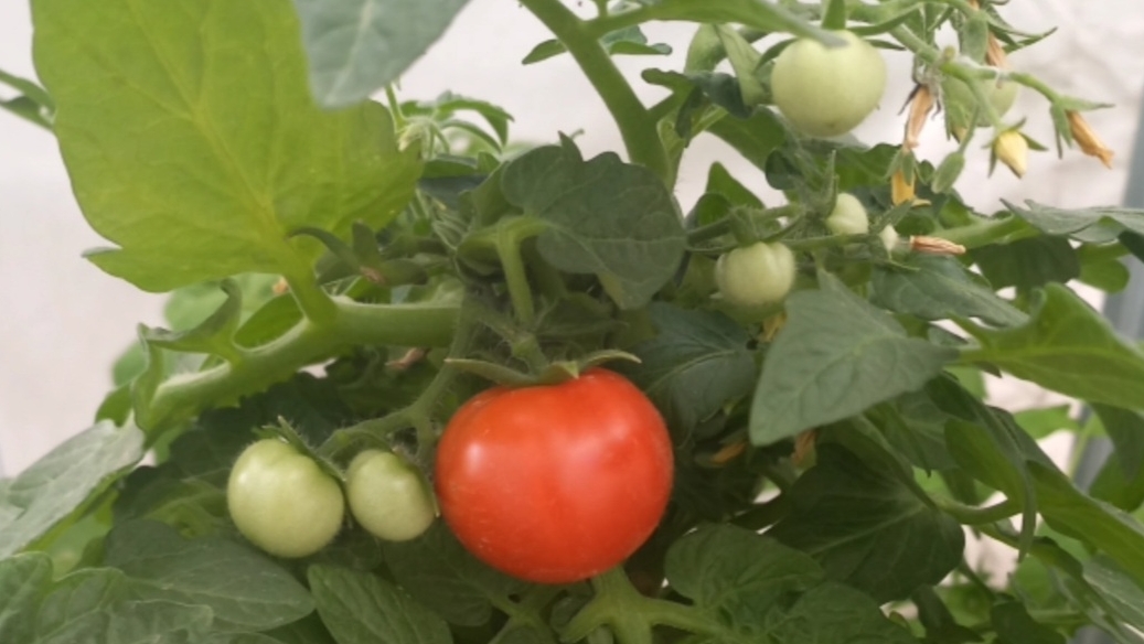 Помидоры черри выращивание