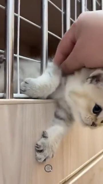 какая пушистая милота.