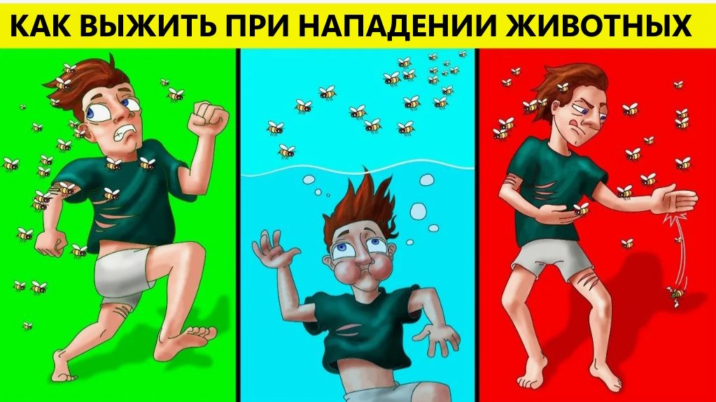 Ответы как выжить при нападении животных, которые спасут жизнь!