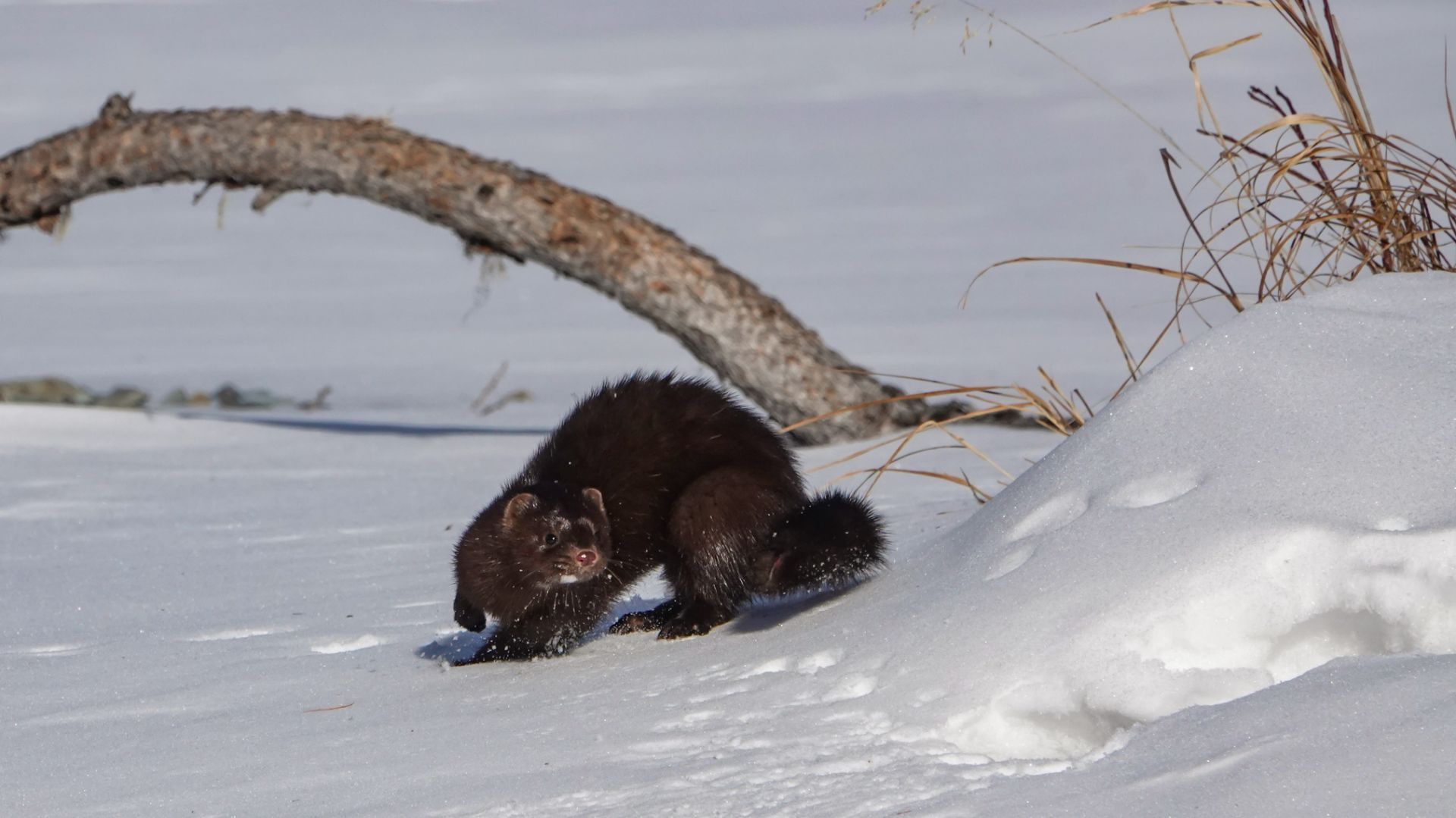 КАК Я СНИМАЛ НОРКУ НА ПОЗАРЫМЕ