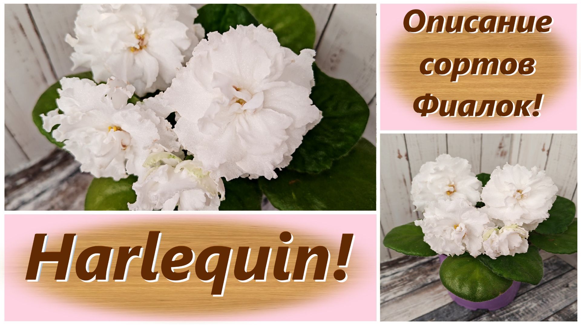 Описание сортов Фиалок! Harlequin!