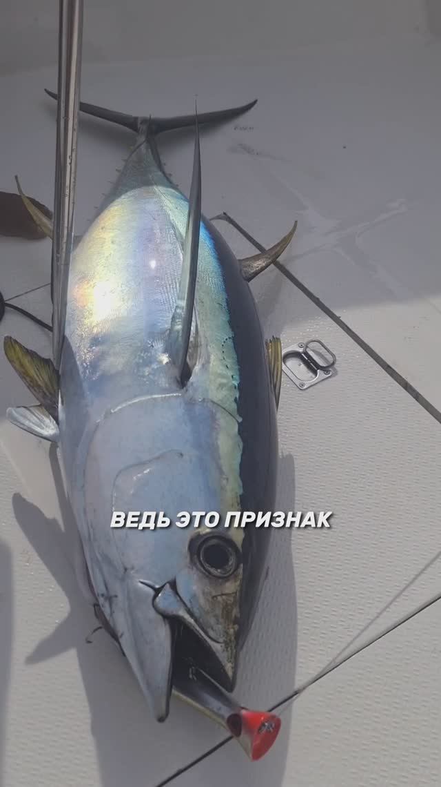 Трофейная рыбалка на Мальдивах с русскоговорящими экспертами