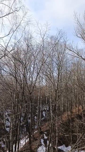 Утро в лесу 11 апреля