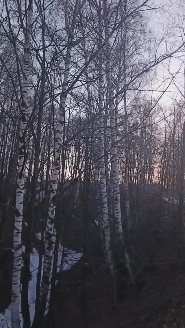 И вечером птички поют