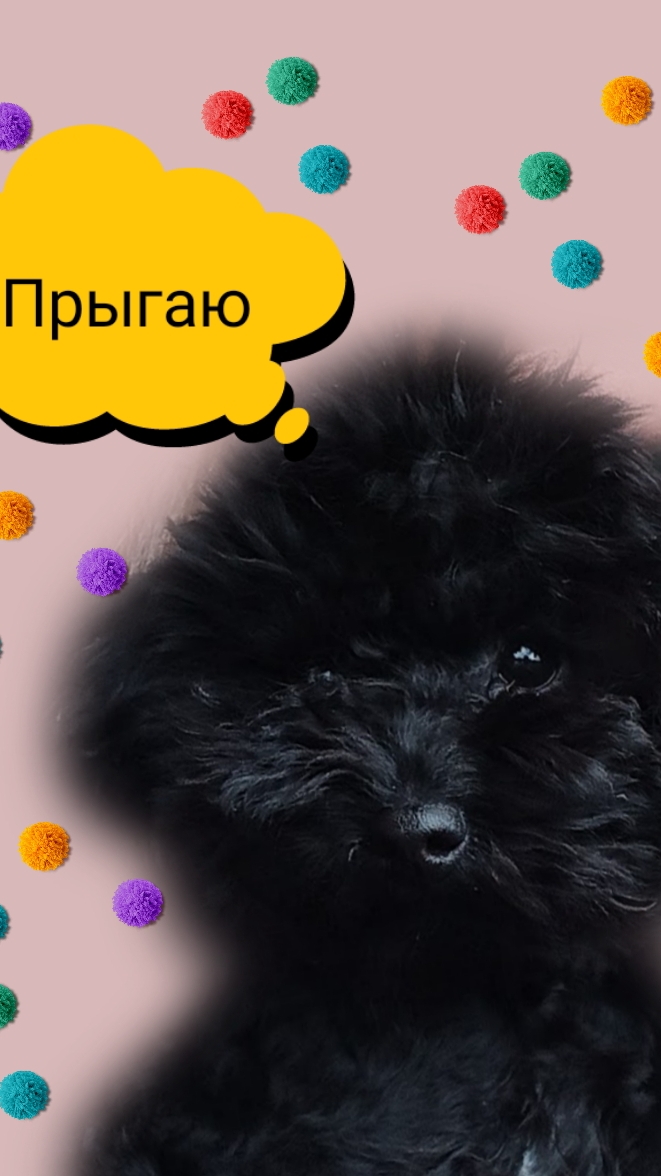 Собака Айза прыгает. 🐩😄