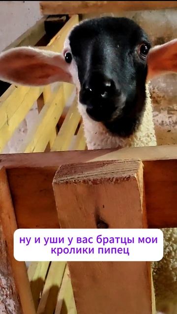 ПЛАКАТЬ НЕЧЕГО! Я КУПИЛ ДВУХ ЛАКОНОВ И ВОТ ЧТО ПРОИЗОЙДЕТ, 🚀