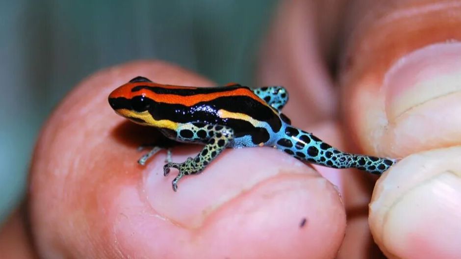 Опасные головастики 15-0