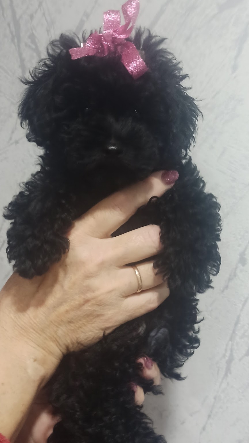 Маленькая собачка Айза.🐩❤️