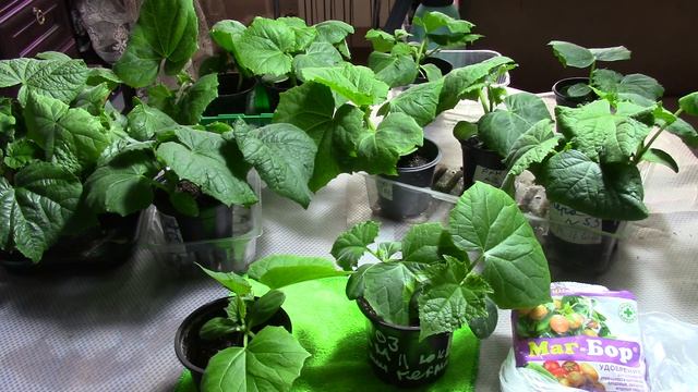 11.04.2026 г. Волгоград. Третья подкормка рассады огурцов. Дальше в теплицу