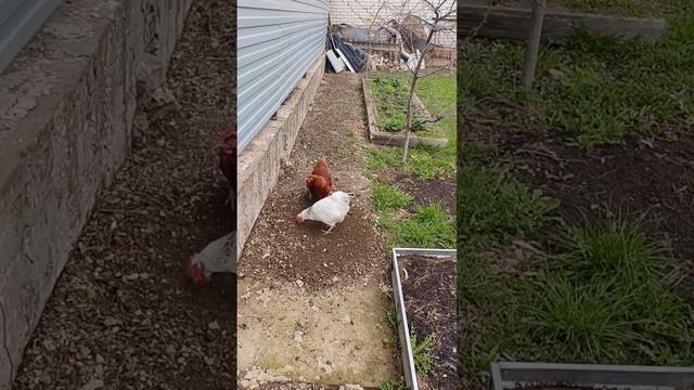Мои дрессированные курочки)))))