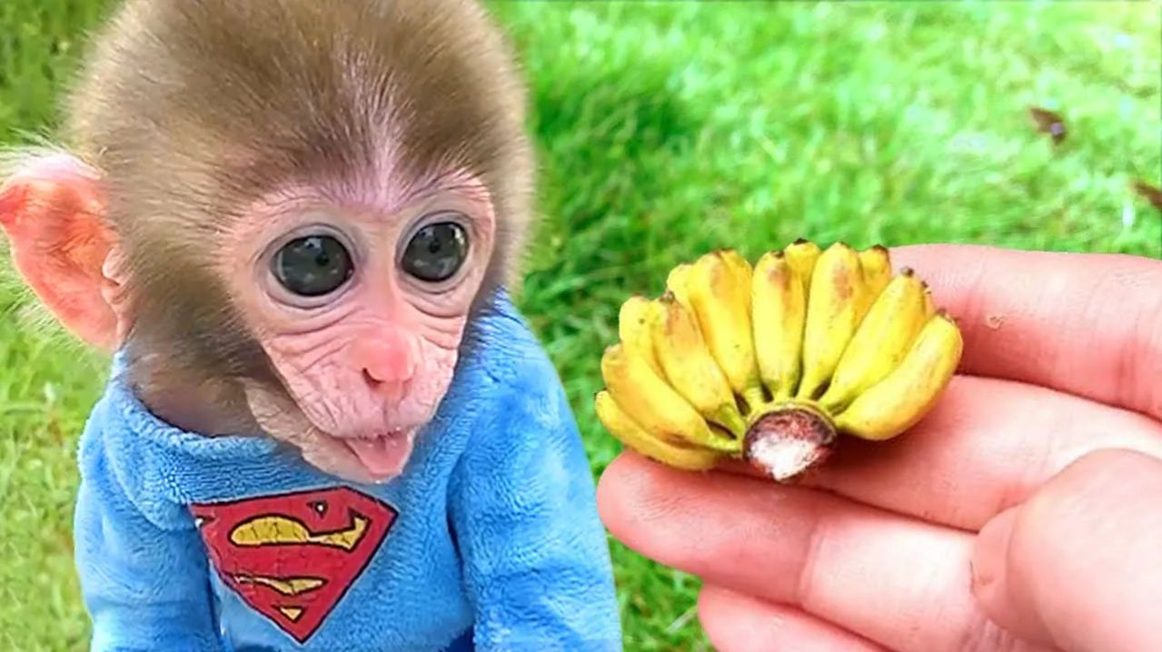 🐵Обезьянка собирает бананы🍌 и кормит ими кроликов🐇