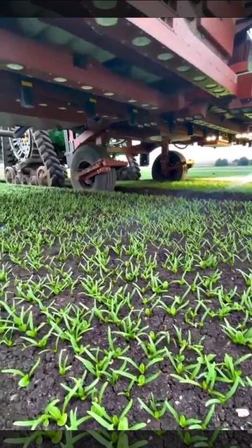 В Китае начали применять высокоточный лазер, который способен уничтожить сорняки