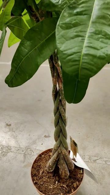 Пахира Акватика коса - отбираем для вас лучшие растения!