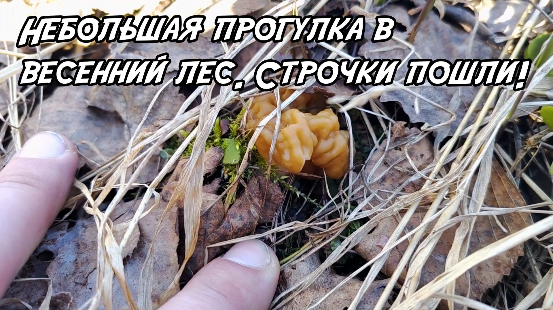 Небольшая прогулка в весенний лес. Строчки пошли!