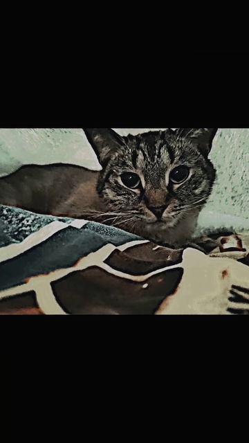 🔥🐾💘 Видео из недавних фото Акселя!🥰😽😎