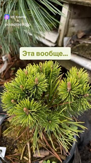 Хочу сосну!