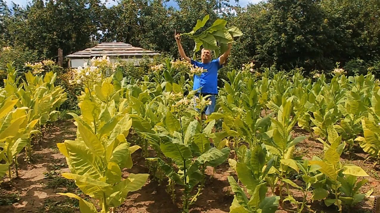 ПРО ТАБАК: «Я видел тысячи растений, я от него не отрекусь!» ПОЭТИЧЕСКИЙ КЛИП моего стихотворения