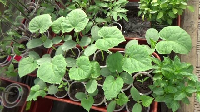 ТОМАТНОЕ ОКРУЖЕНИЕ испортило мне рассаду огурцов!