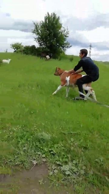 video-7319d2d2b23400ccd253a54bfb3ca68b-V